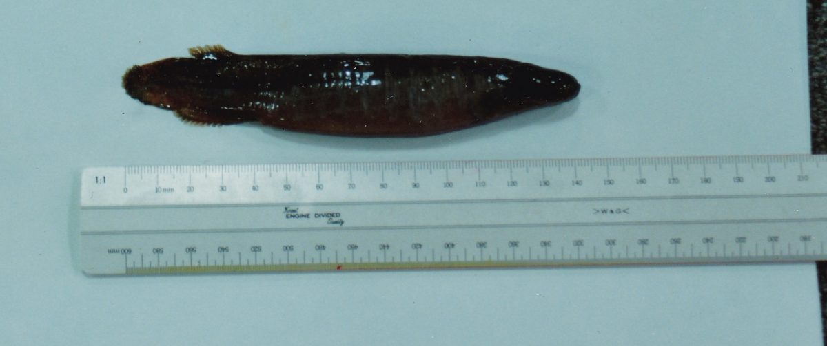 Enviroschools | Hikurangi School Petition to Parliament