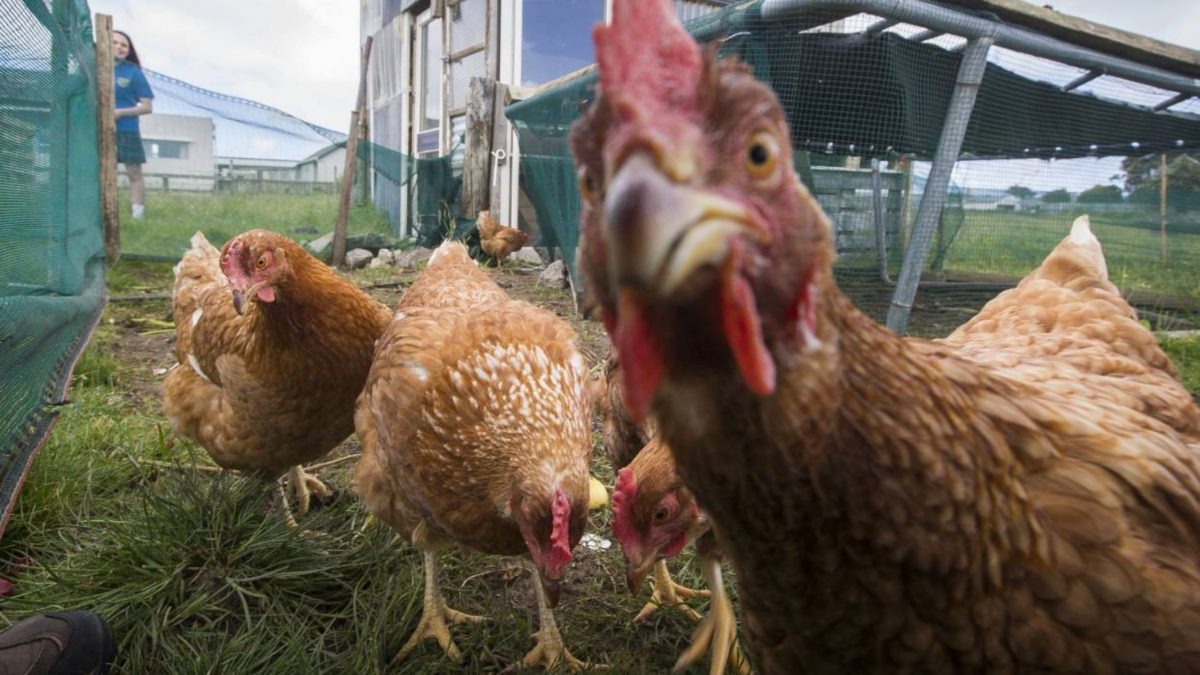 Enviroschools | Enviroschools Sustainable Communities through Kai – growth and relevance 10 years on