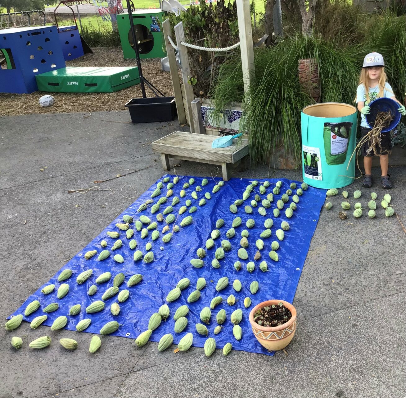 Enviroschools | Lucas and the moth plant pods