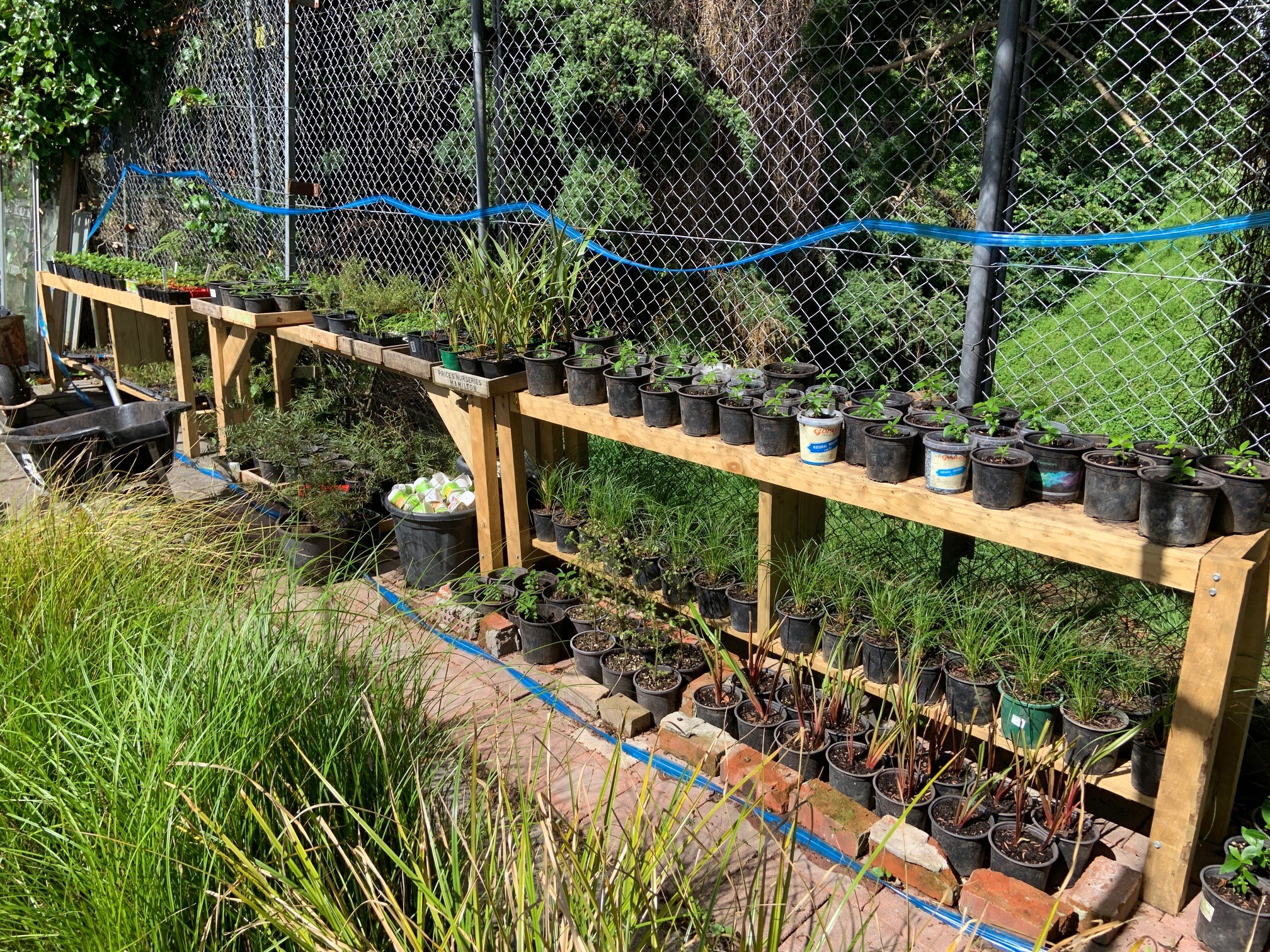 Enviroschools | Māhoe, mānuka and karamū to replace mignonette at Maeroa