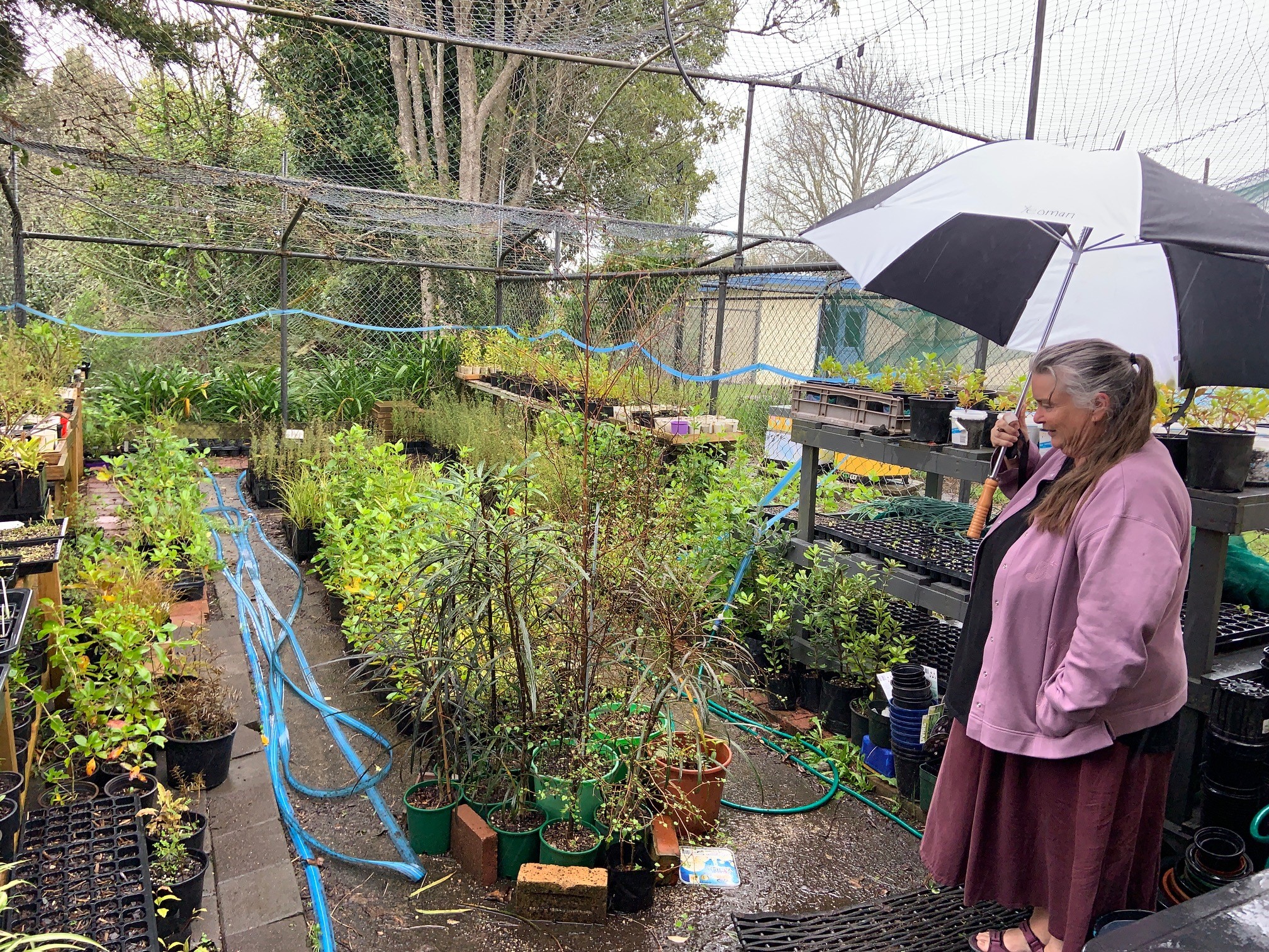 Enviroschools | Māhoe, mānuka and karamū to replace mignonette at Maeroa