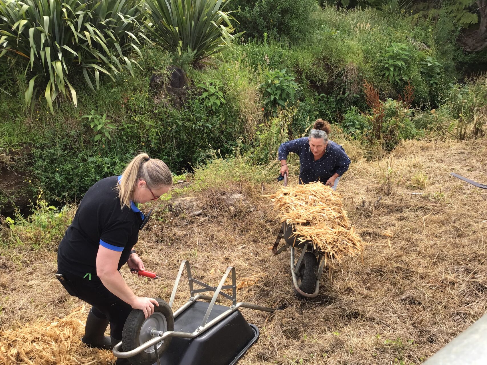 Enviroschools | Wondering about weeds and water on the Waitaua awa ...