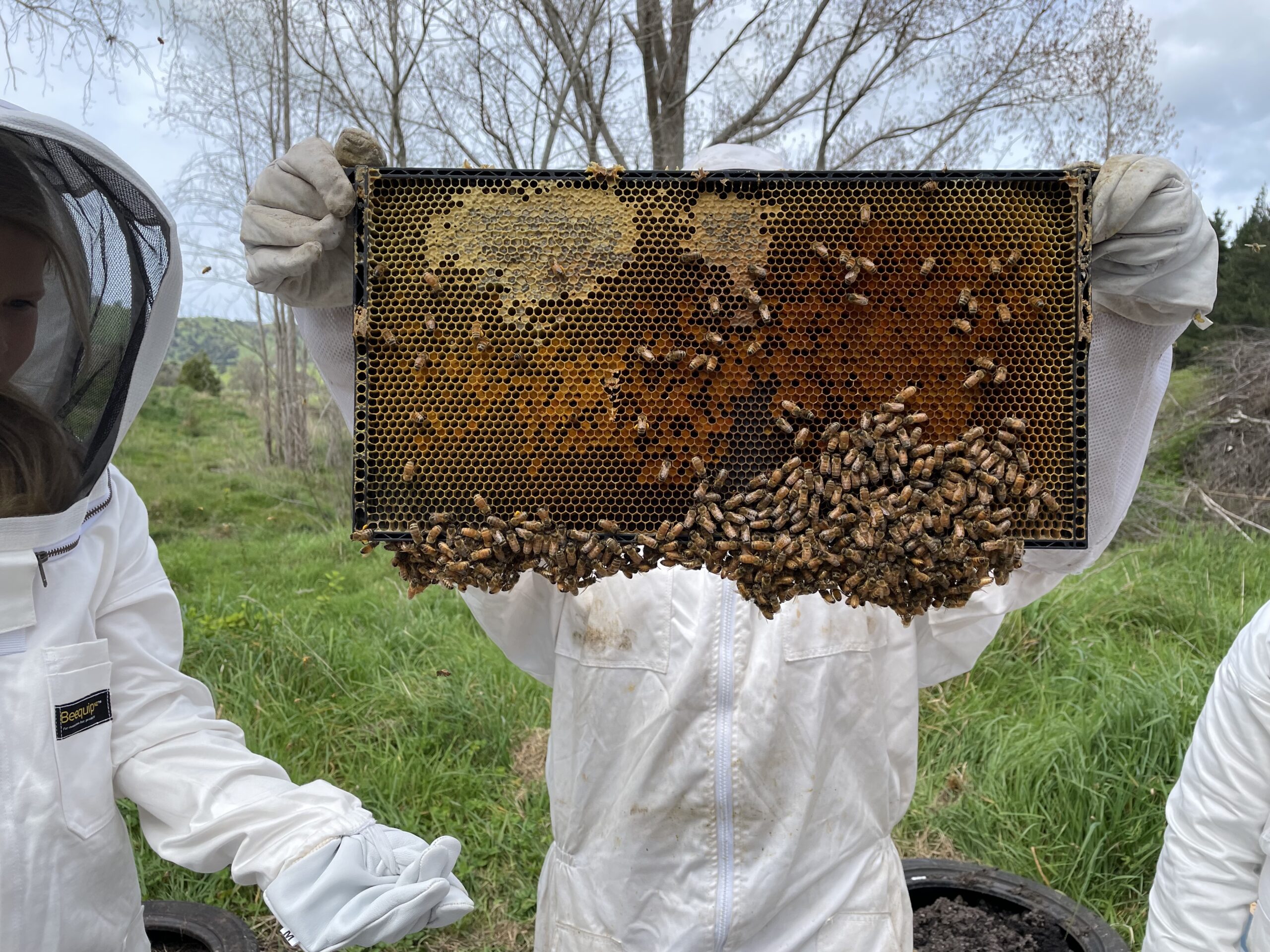 Enviroschools | Budding beekeepers taste sweet success