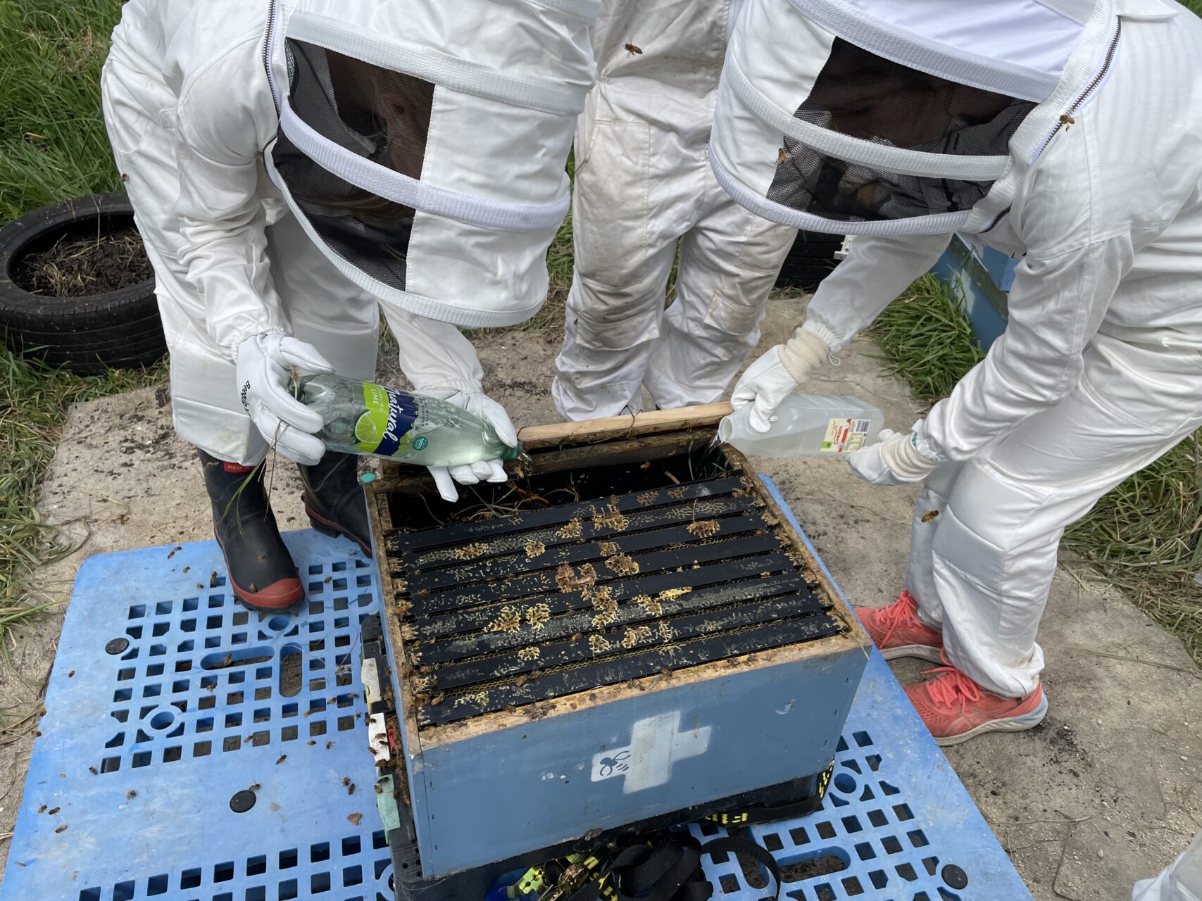 Enviroschools | Budding beekeepers taste sweet success
