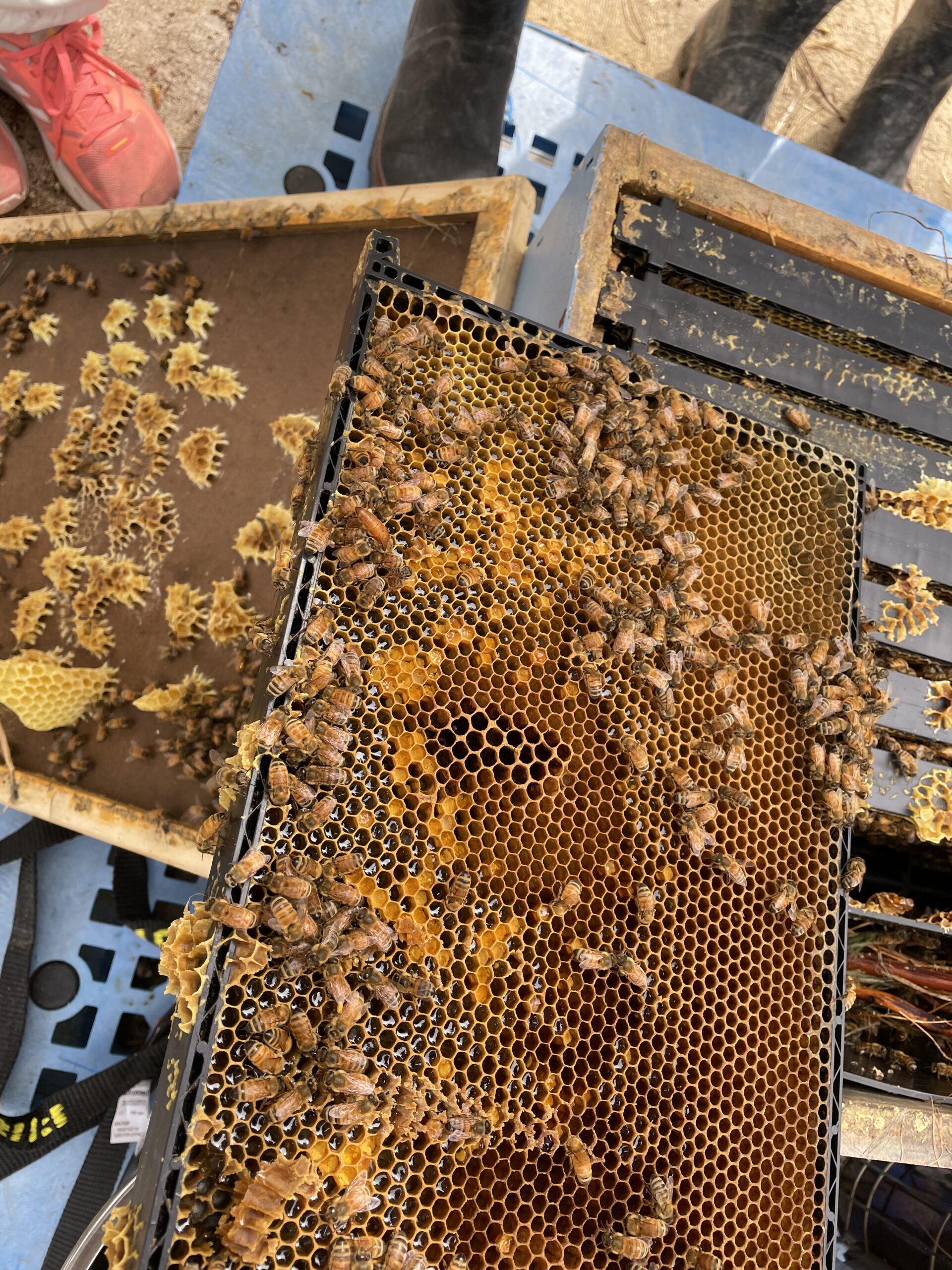 Enviroschools | Budding beekeepers taste sweet success