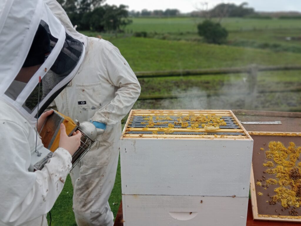 Enviroschools | Technology aids beehive monitoring at Opunake High