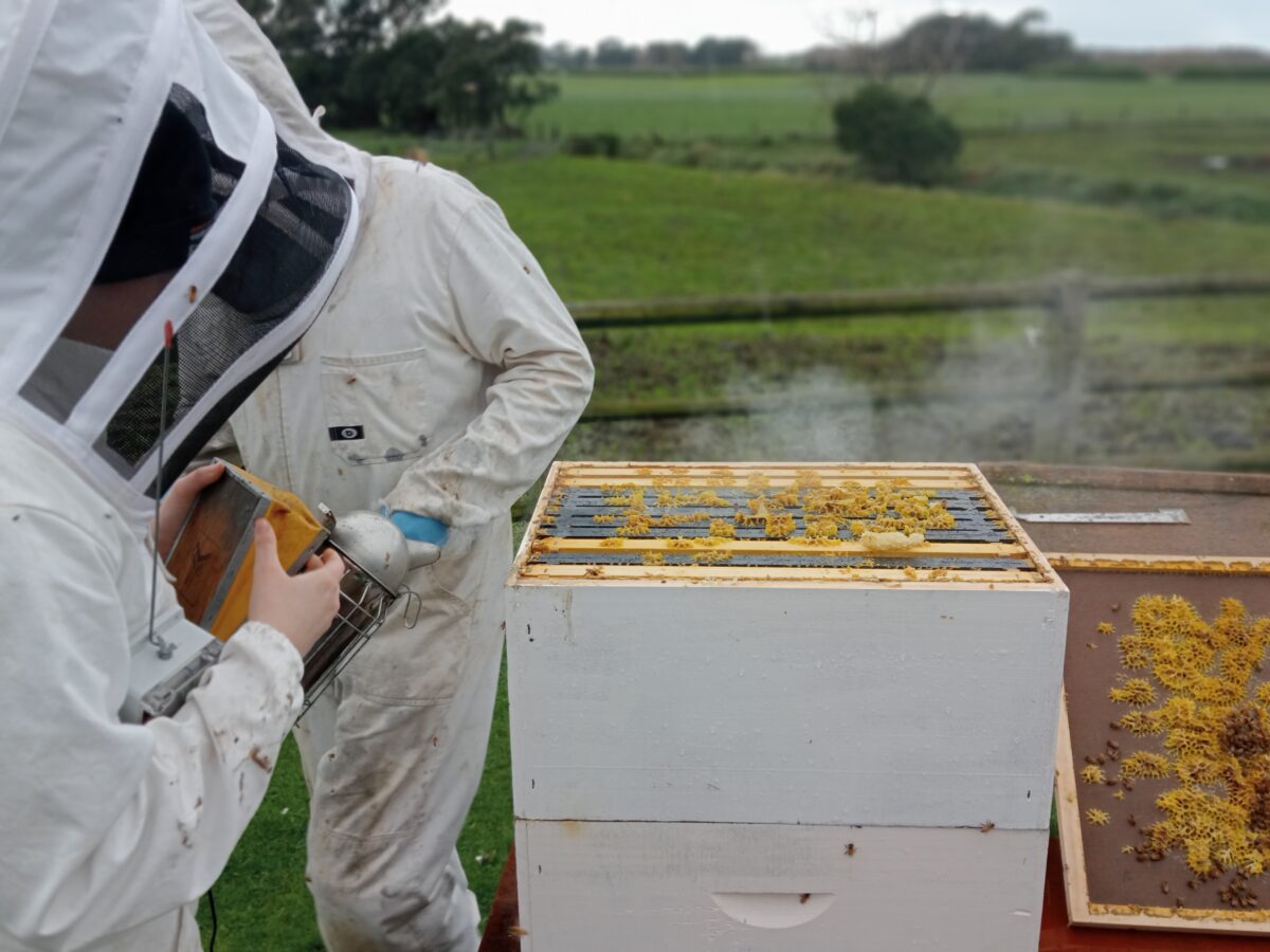 Enviroschools | Technology aids beehive monitoring at Opunake High
