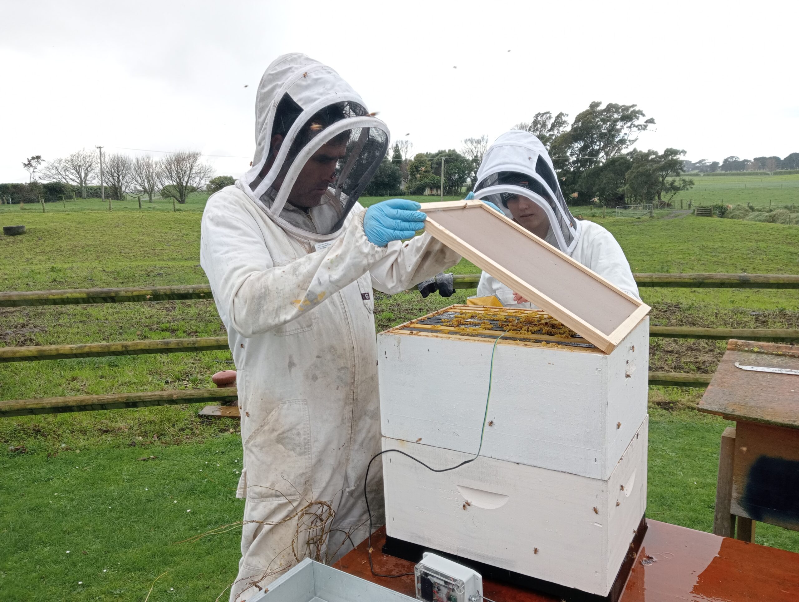 Enviroschools | Technology aids beehive monitoring at Opunake High