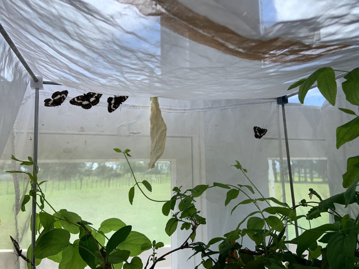 Enviroschools | Caterpillars raised in classroom chomp troublesome climber