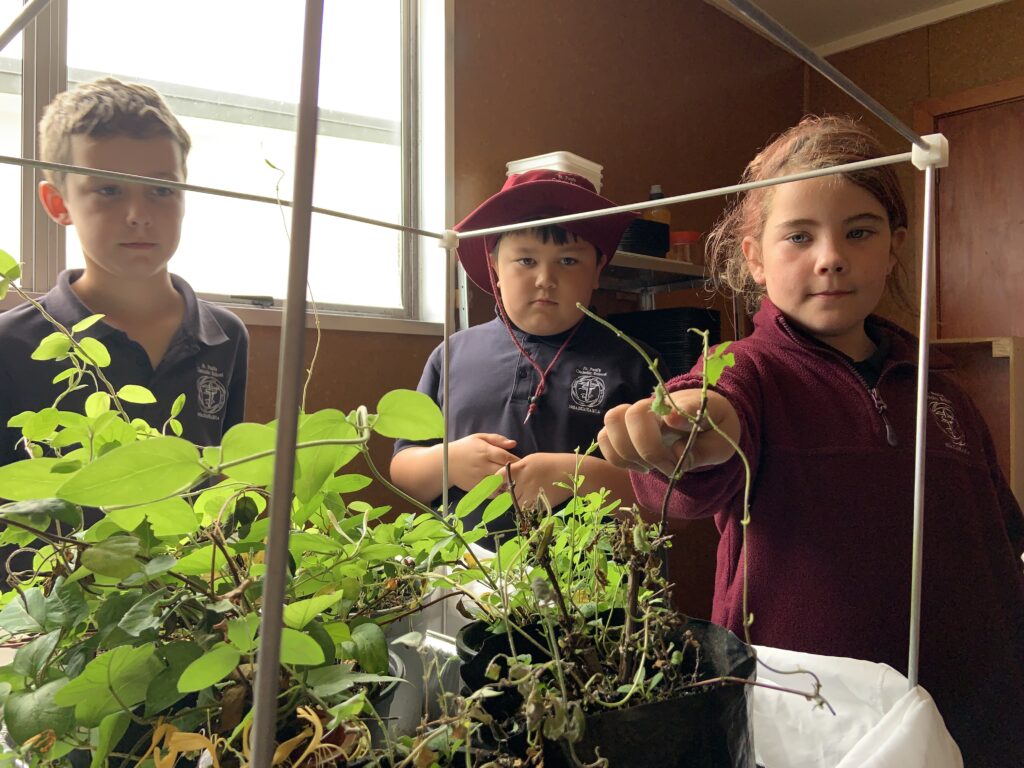Enviroschools | Caterpillars raised in classroom chomp troublesome climber