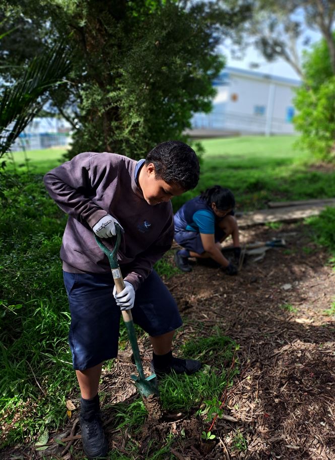 Enviroschools | Shrubs and students help rejuvenate Bailey Road Native ...
