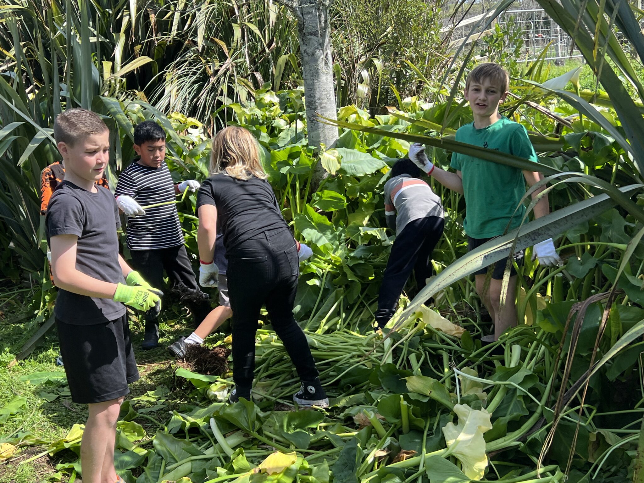 Enviroschools | St Joseph’s Waitara get help weeding wetland