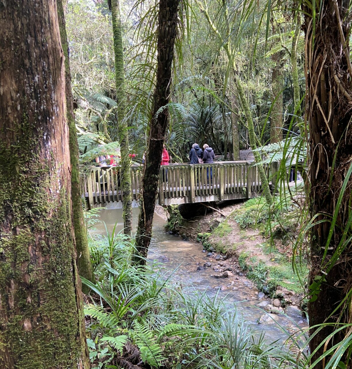 Enviroschools | Facilitators deepen practice