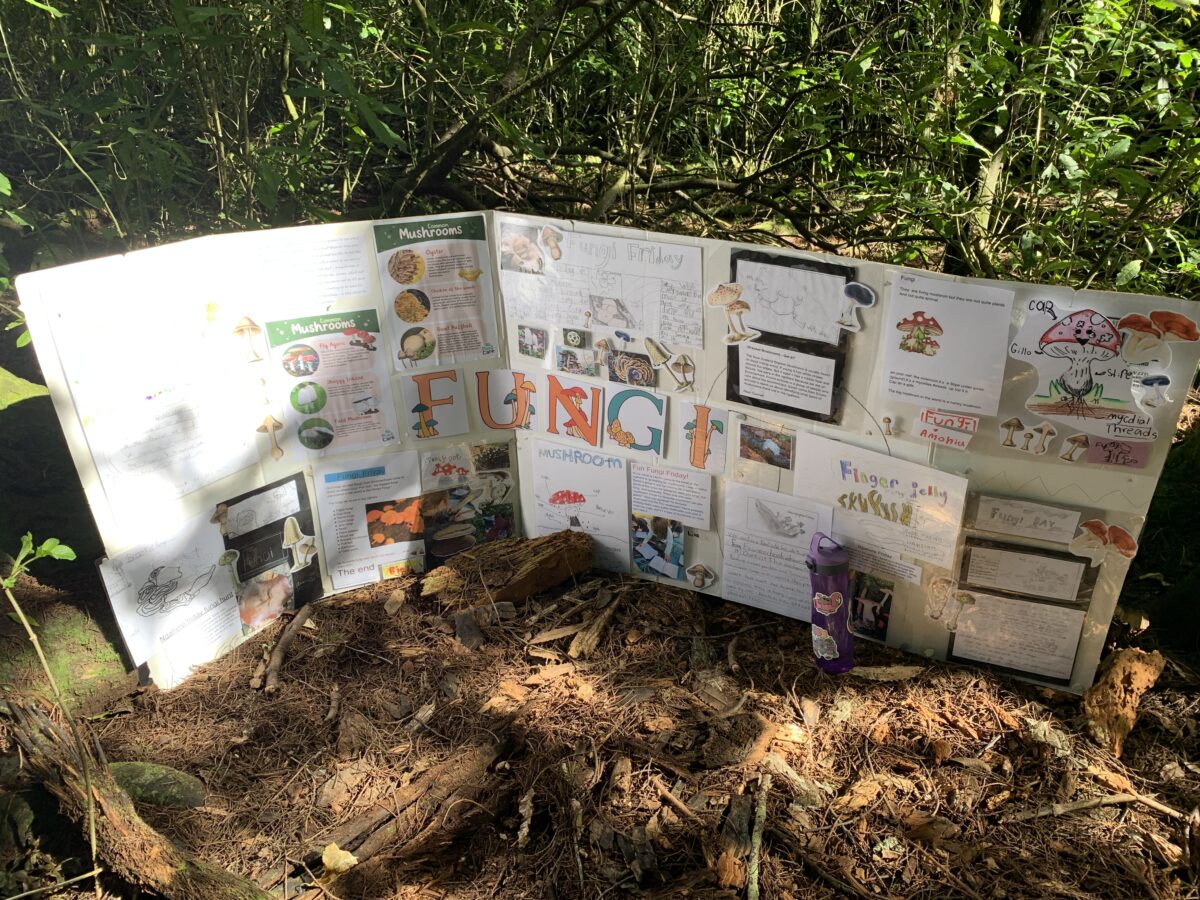 Enviroschools | Reflecting in Ngahere Celebrates Mangaweka approach