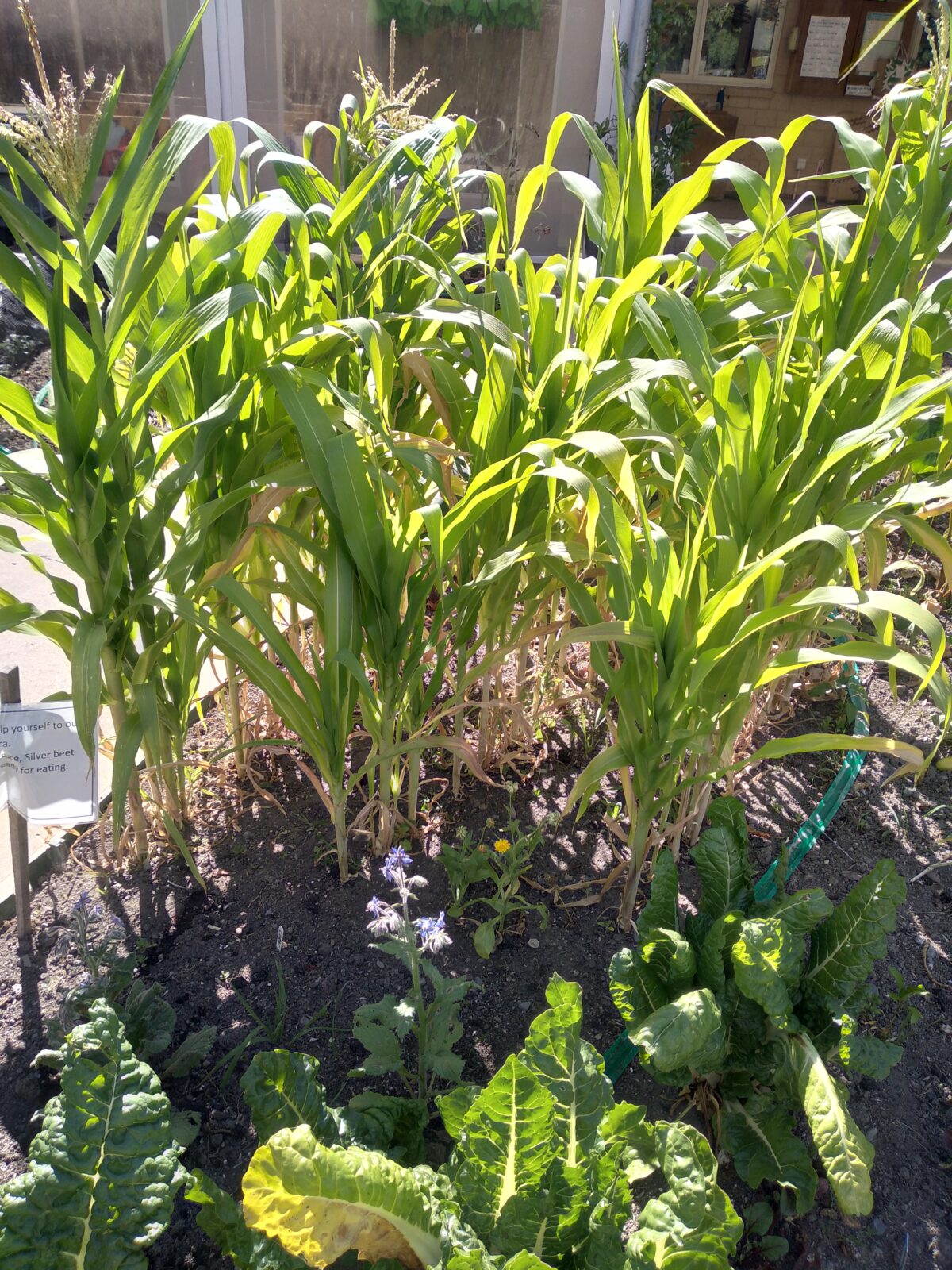 Enviroschools | Grounded in māra kai experiences