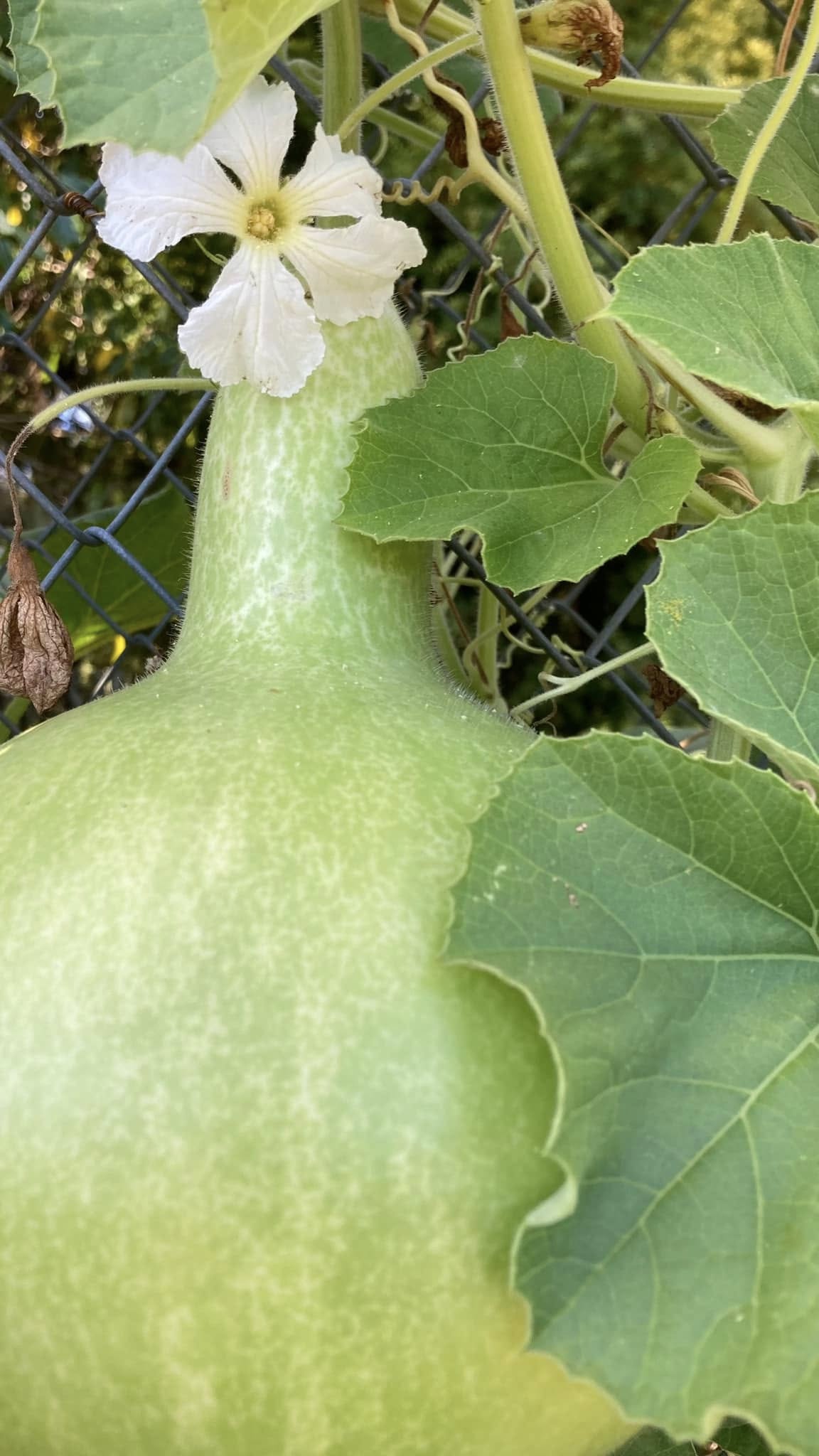 Enviroschools | Living Landscapes Learning at Māpua