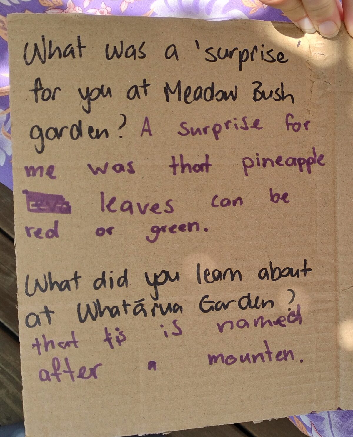 Enviroschools | How a project at Maramarua School cultivated an Envirogroup